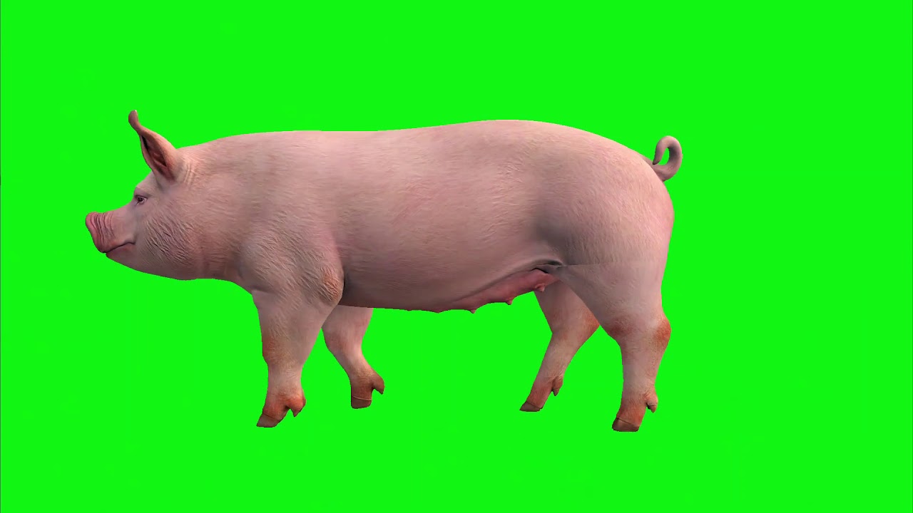 Pig || 3D || rotating || green screen || no sound - YouTube