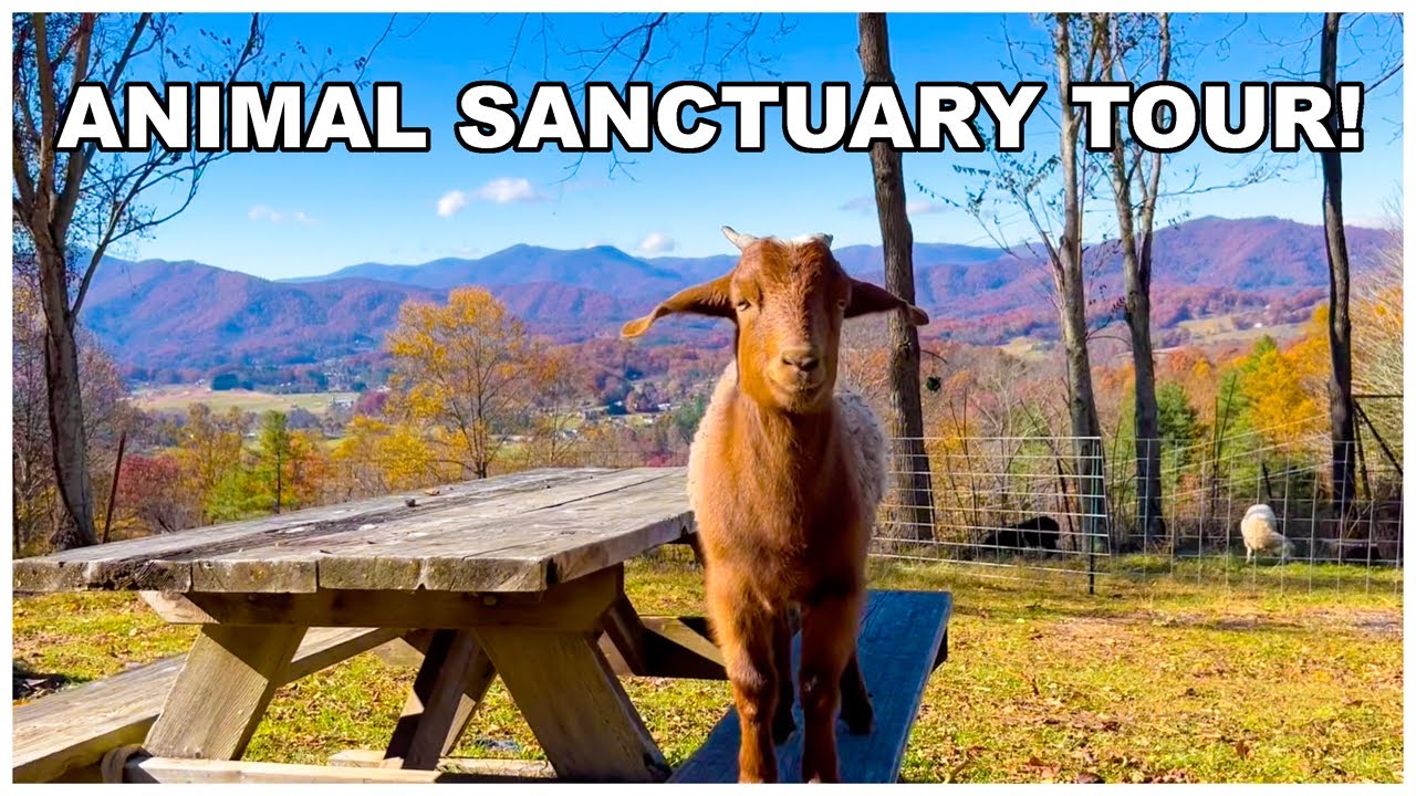 Tour A Farm Animal Sanctuary In The Mountains! Home To 100+ Rescued ...