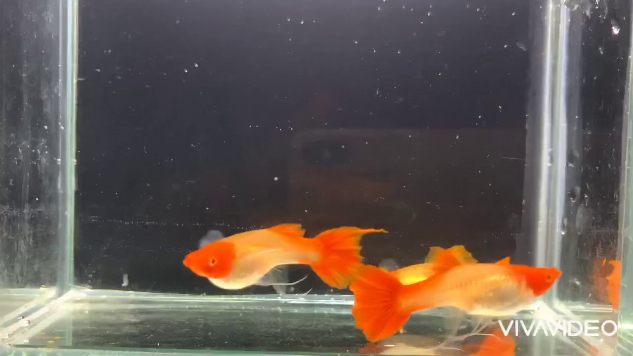 Red ear koi ribbon - YouTube