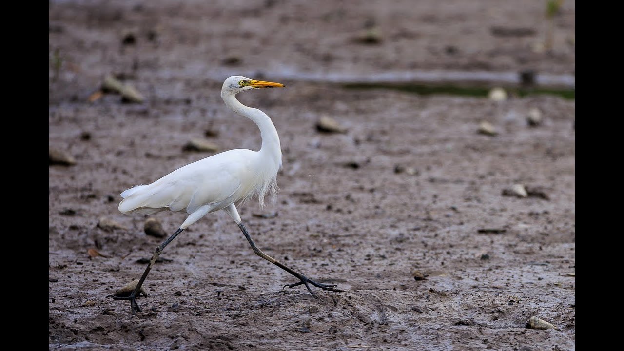 Intermediate Egret in Flight - YouTube