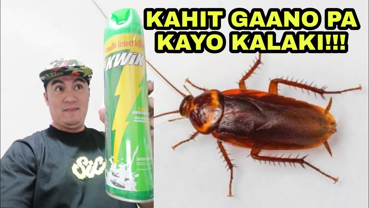 Goodbye Cockroach | KWIK Multi Insecticide Spray | Effective Test ...