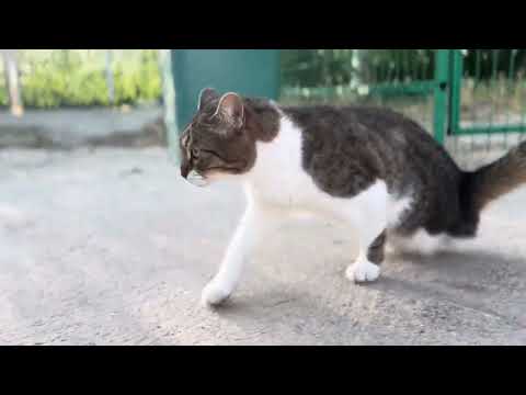 Üç bacaklı engelli kedinin mutluluğu #animals #viral