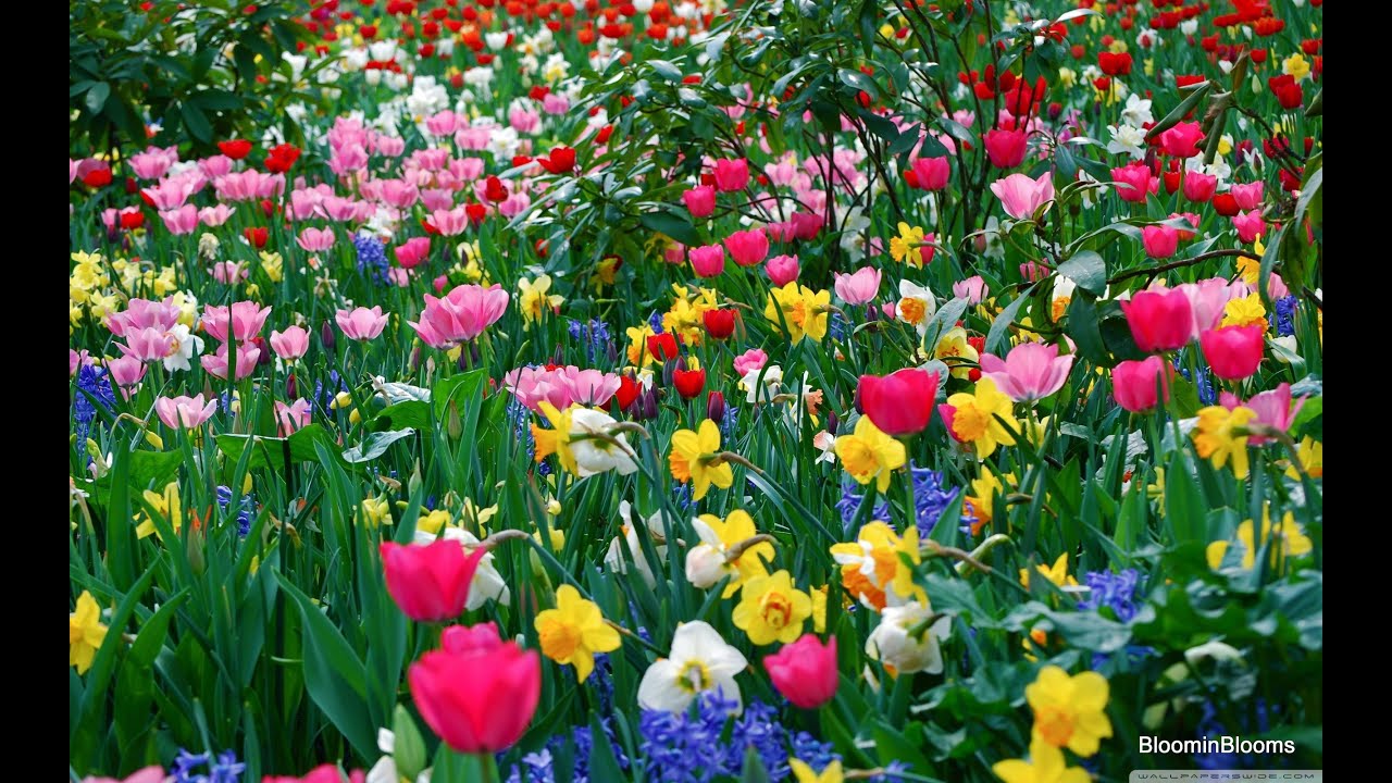 Ode to Joy, my Ode to Spring - YouTube