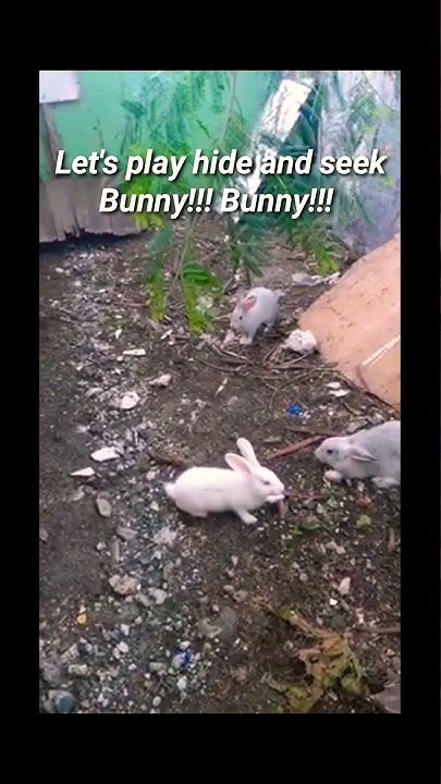 Cute Bunnies play hide and seek #short #beta - YouTube