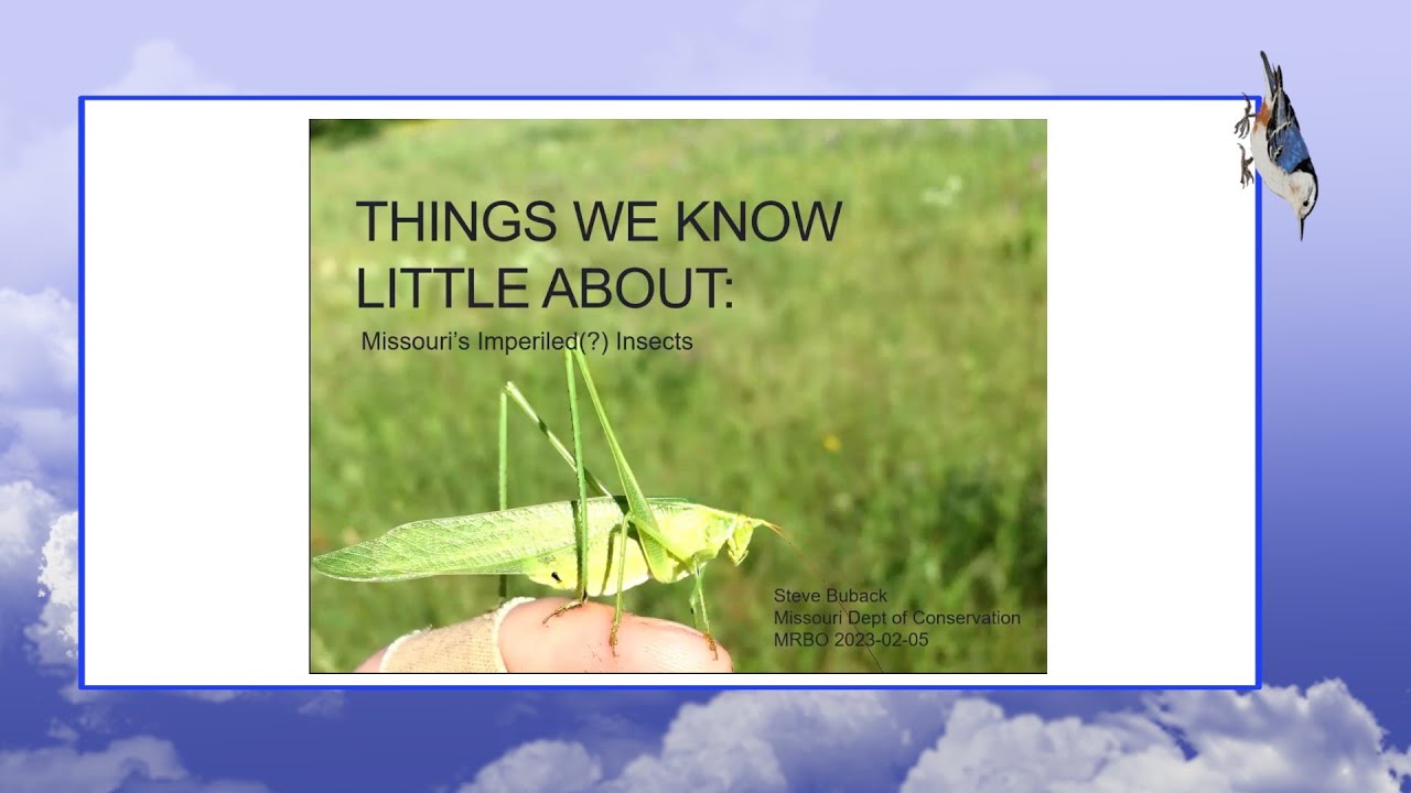 Rare Insects of Missouri and Their Conservation - YouTube