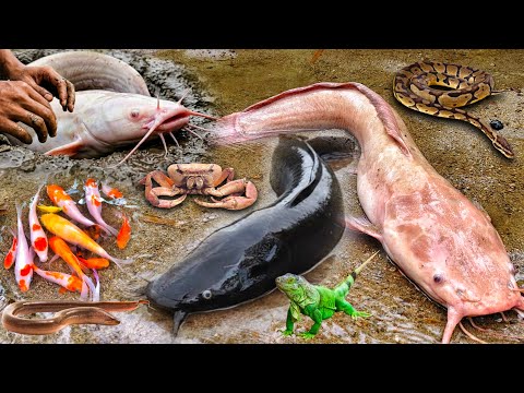 Vay canına! Bir delikte Albino Yayın Balığı Yakalamak: Yılanbaş Balığı,Dev Yayın Balığı,Yılan Balığı