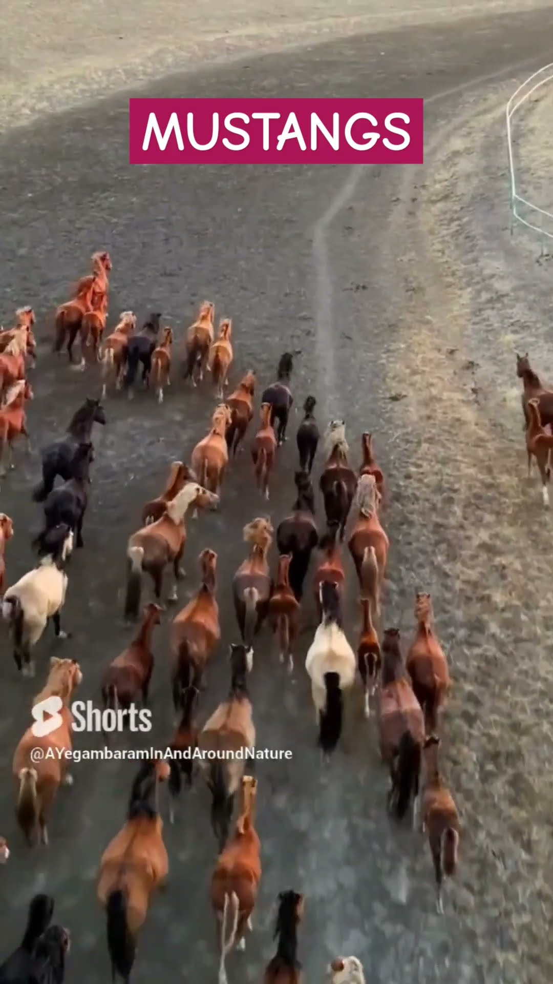 Majestic Mustangs, A Slow Gallop Across the Plains.. - YouTube