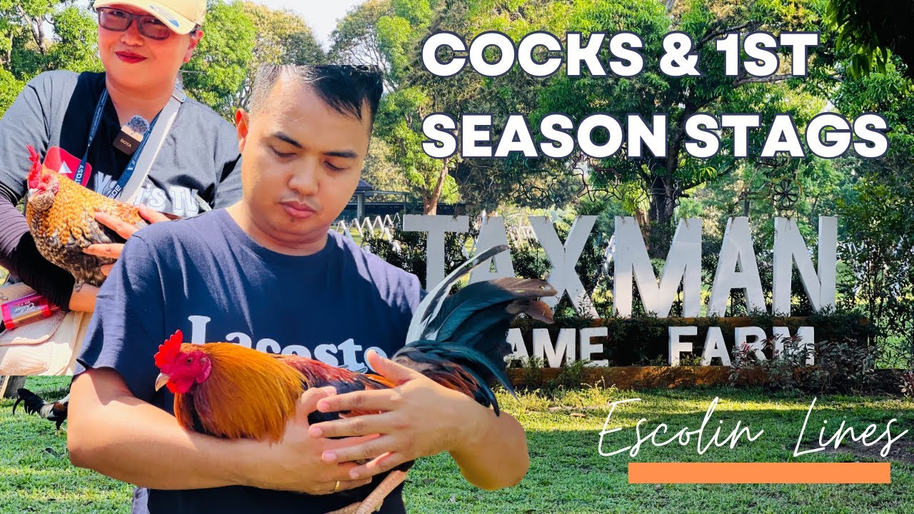 ANONG LATEST SA TAXMAN GF? | 1ST BATCH NA MGA STAGS FOR THIS SEASON ...