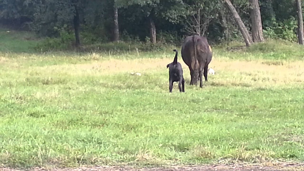 CANE CORSO VS COW - YouTube