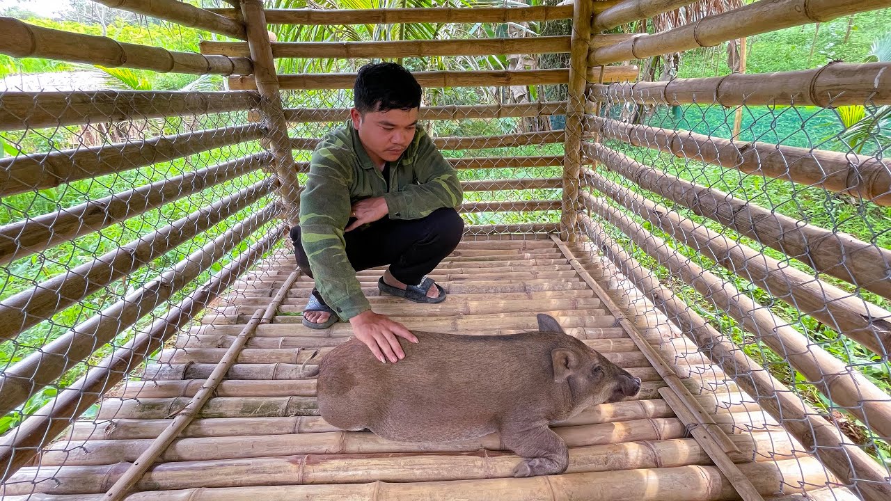 Technique Build Pig House With Bamboo Floor, Raise Pigs - Rural Life ...