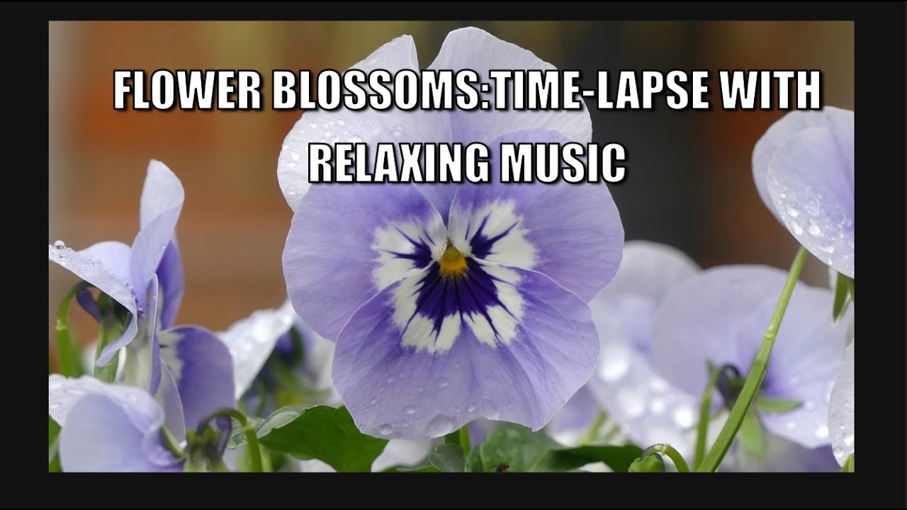 Mesmerizing Flower Blossoms: Time-Lapse with Relaxing Music for Stress ...