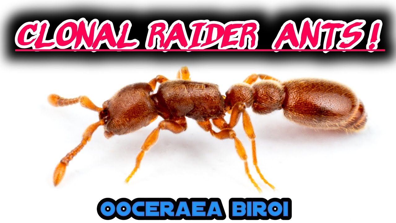 Clonal Raider Ants - YouTube