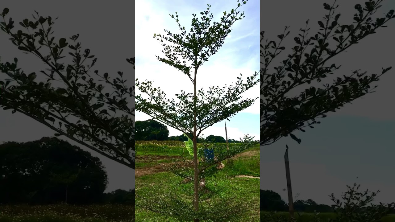 African Talisay tree #short #farm #plants #garden #farming - YouTube