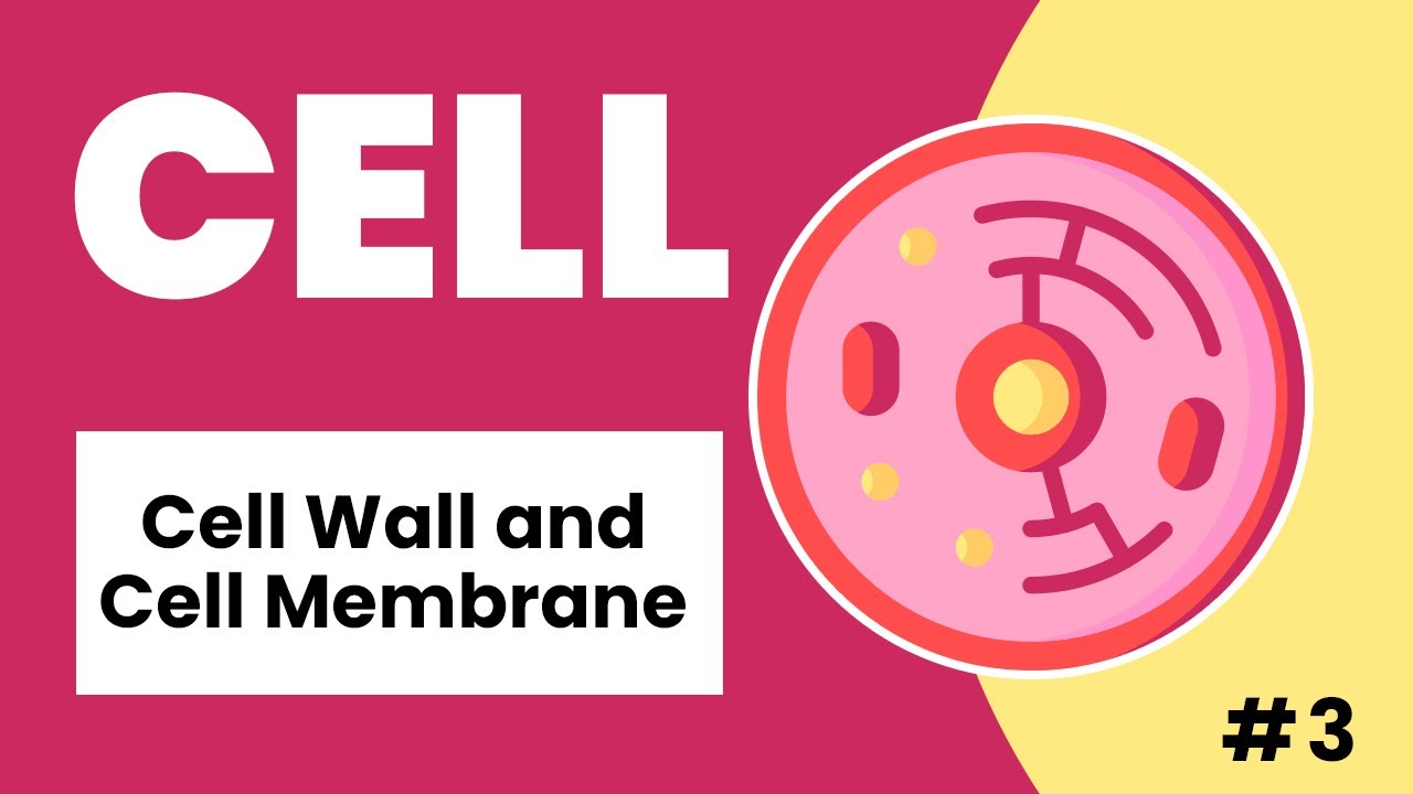Cell Wall Clipart