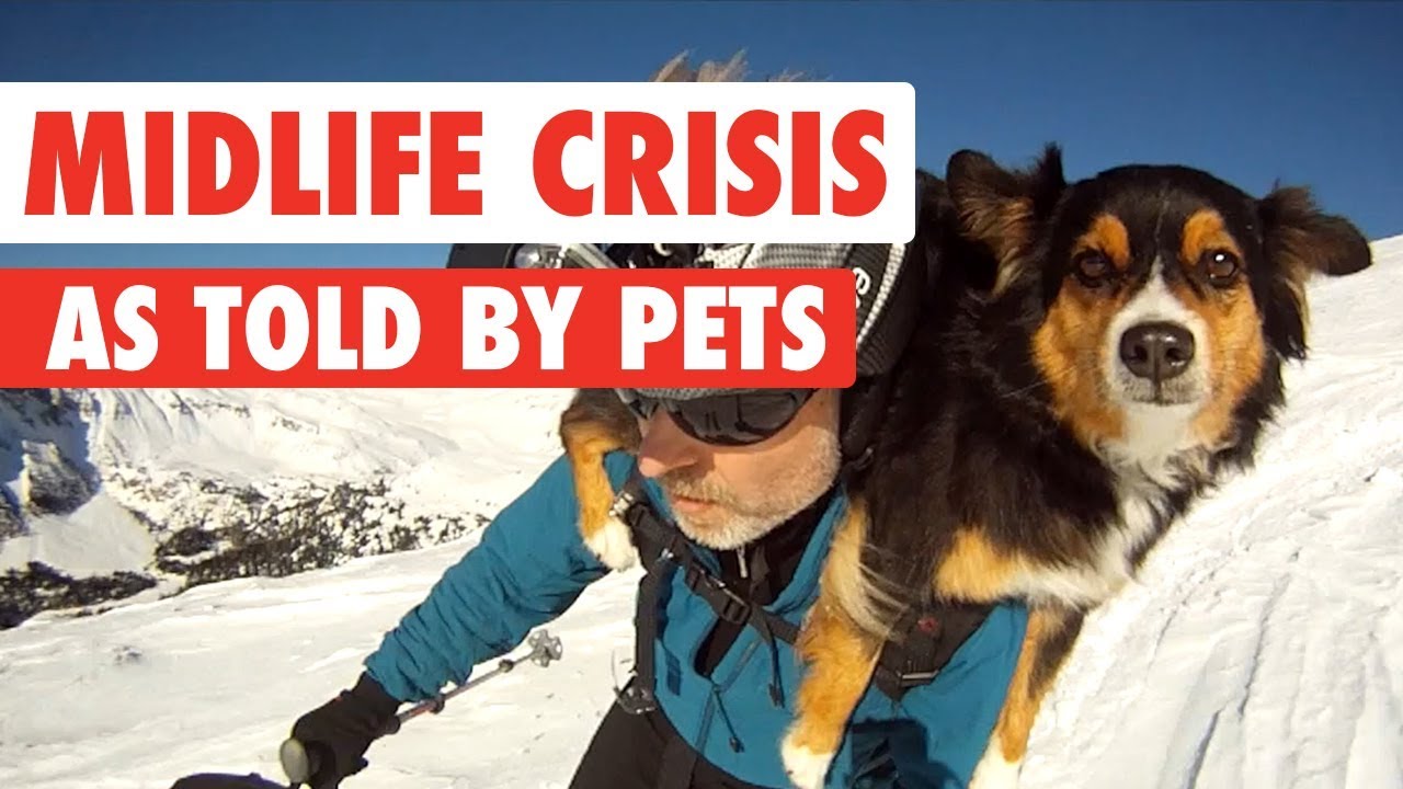 Signs You Might Be Having a Midlife Crisis As Told By Pets - YouTube