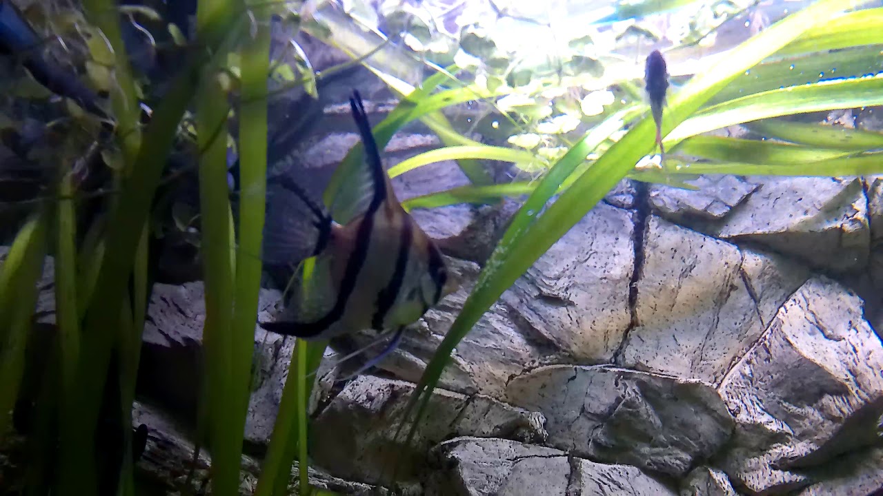 Scalare/ Segelflosser......Pterophylum scalare im 600 Liter Aquarium ...
