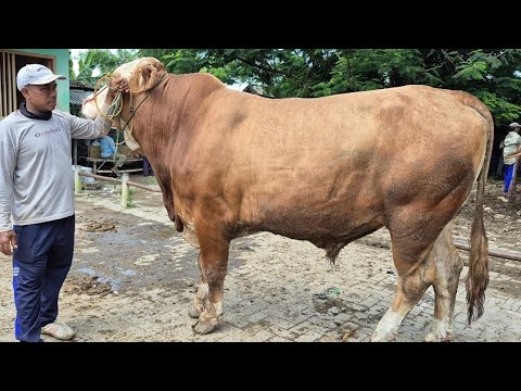 22.500‼️JANTAN SIAPAN QURBAN HARGA MURAH | Pasar Sapi Tuban - YouTube