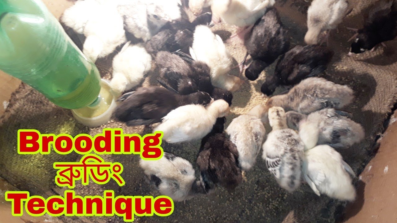 টার্কির বাচ্চা সহজ পদ্ধতিতে ব্রুডিং শিখুন । Turkey Baby Brooding ...