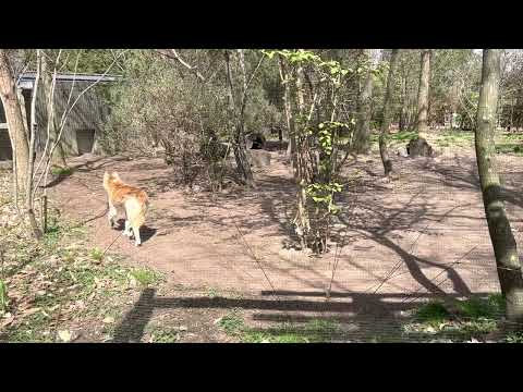Dingo 4/8/23 at 1:40 pm