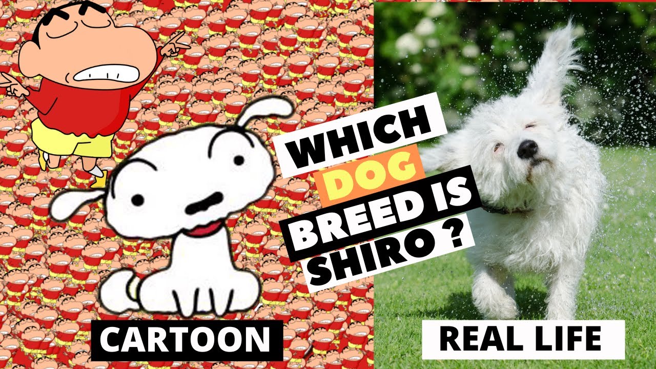 Which dog breed is Shiro ? ||Which breed is Shin Chan's dog Shiro ...