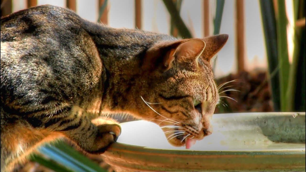 Feral Tabby Cat Visits Birdbath - YouTube