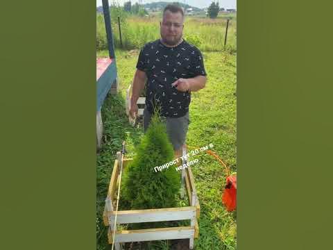 Прирост туи 20 см в неделю, новый метод #туя #самаыйбыстрыйросттуи # ...