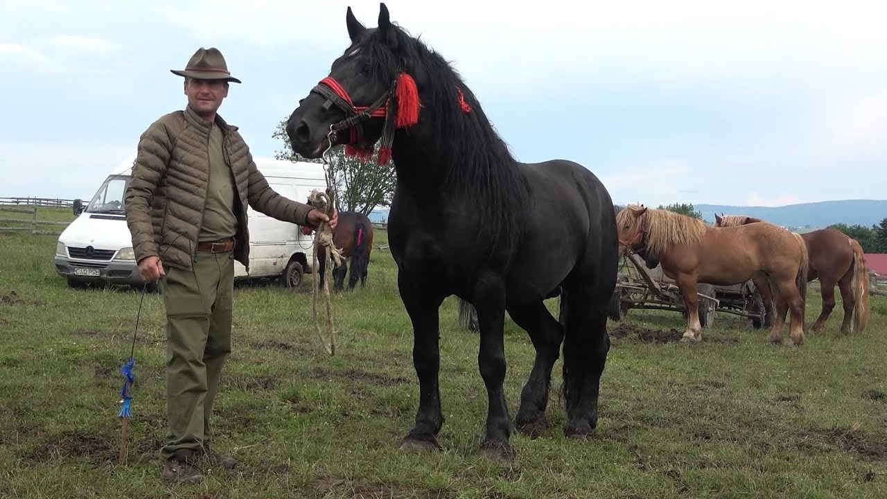 Caii baietilor de la Marisel, Cluj 29 Iunie 2020 Nou!!! - YouTube