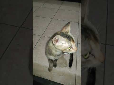 lagi nyusui tapi susah makan #shorts #cat #catlover #cats  #kucing #kucingmanis #kucinglucu