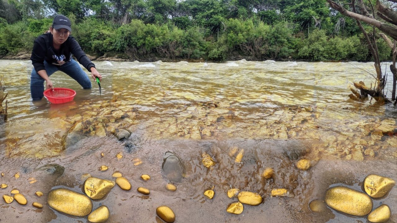 Golden river! Lots of gold nuggets can be found in riverbed and under ...