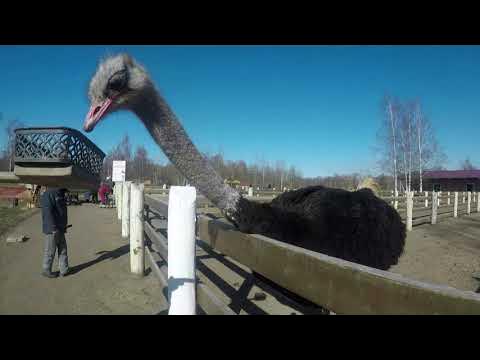 Шуваловка. Эко деревня в Ленобласти. - YouTube