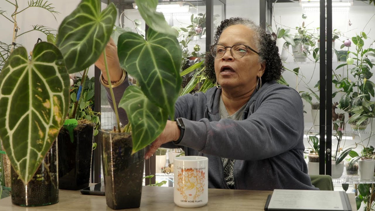 Plant Collector or Plant Hoarder? Let’s Settle This Once and For All ...