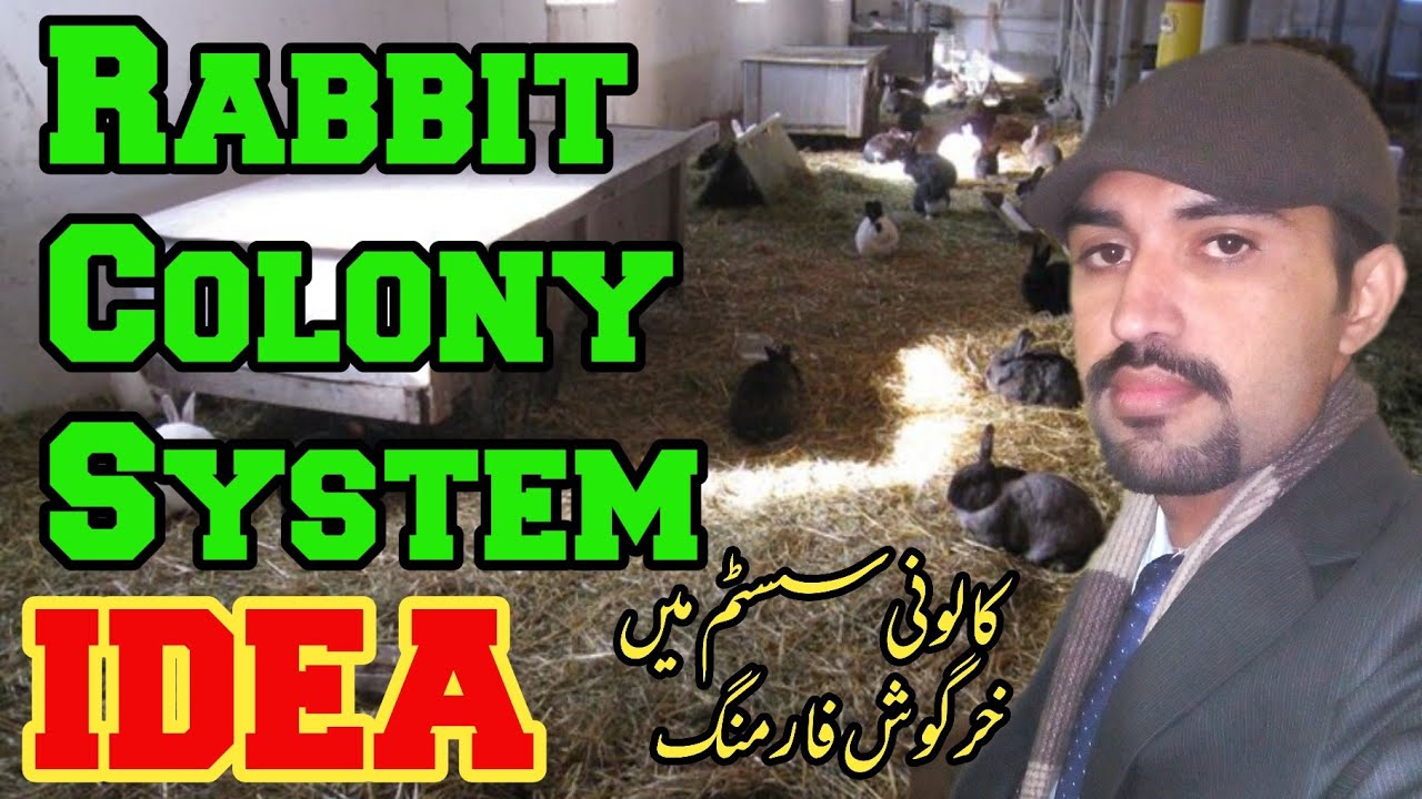 Kamyab Rabbit Farming in Tunnel || Rabbit Colony System || Rabbit ...