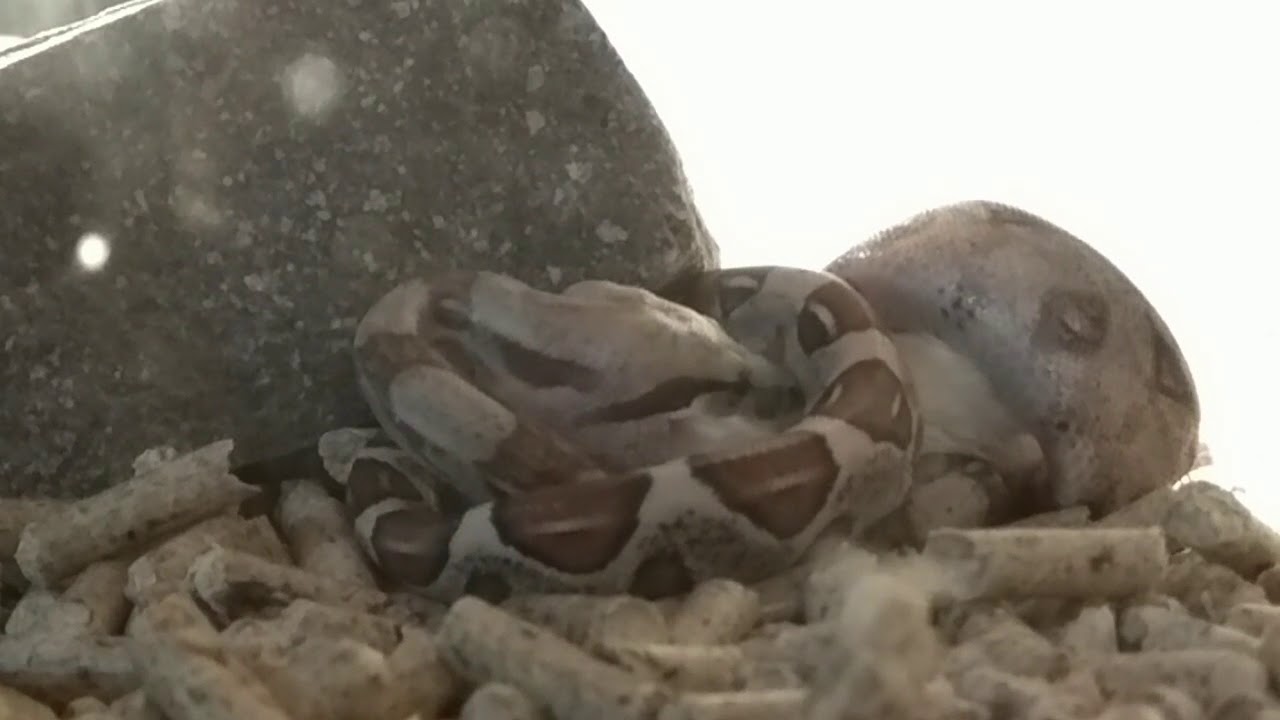 Velhad kráľovský 5 mesiacov (Boa Constrictor 5 month) - YouTube