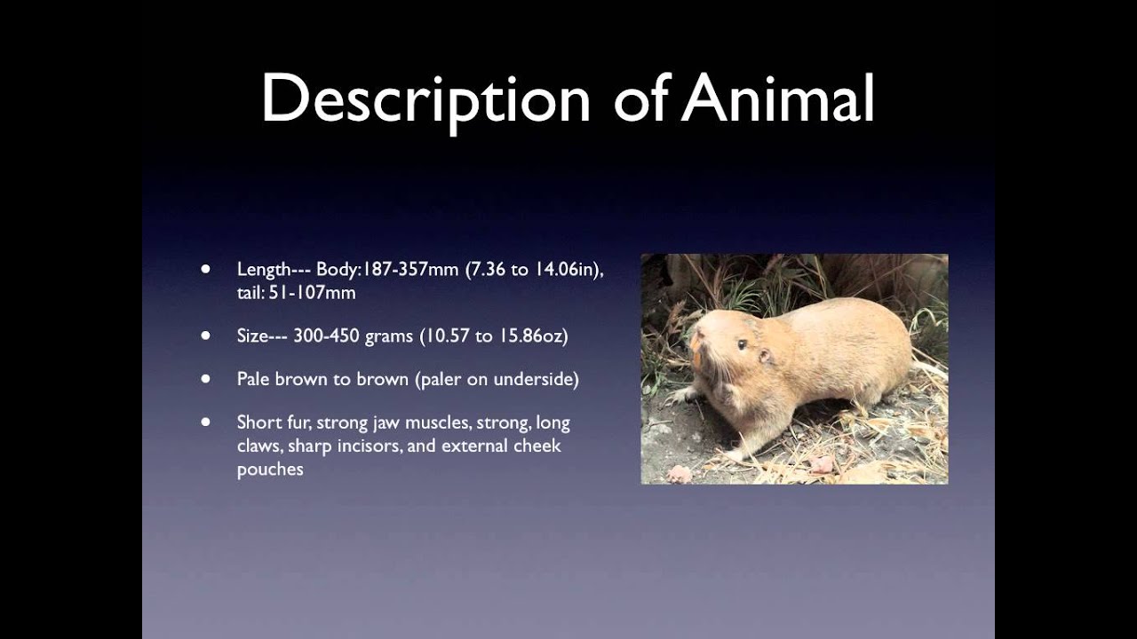 Plains Pocket Gopher Geomys bursarius - YouTube