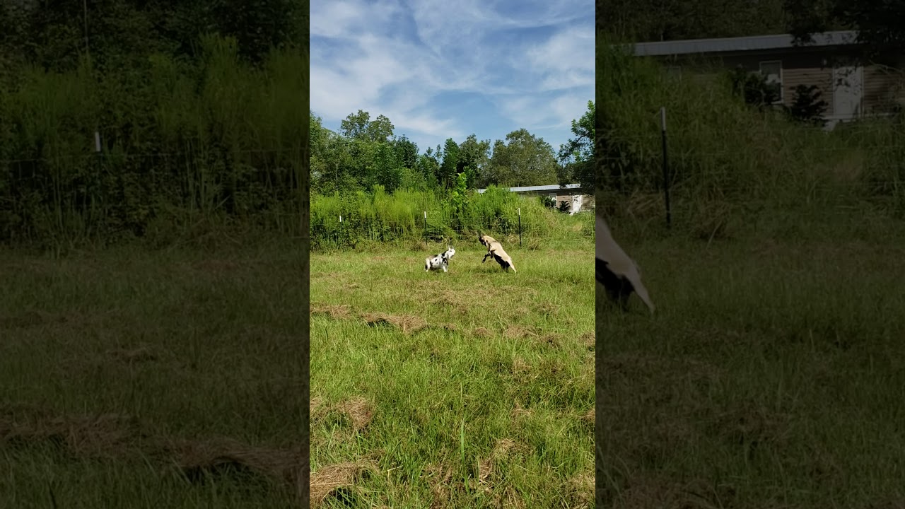 Goats battle - YouTube