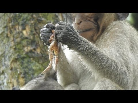 Wow...monkeys eat frog, After big raining Poor monkeys hungry so much ...