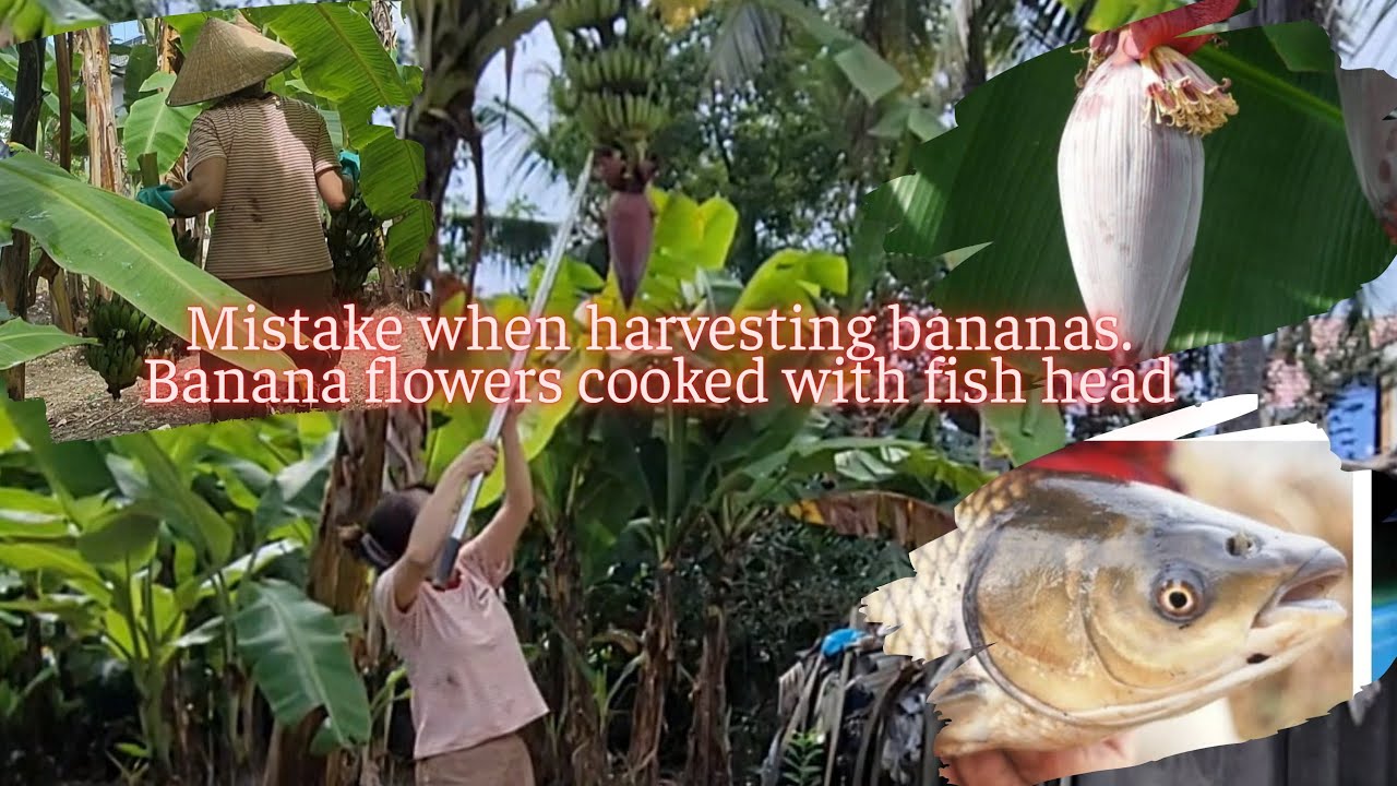 #20 Mistake when harvesting bananas.Banana flowers cooked with fish ...