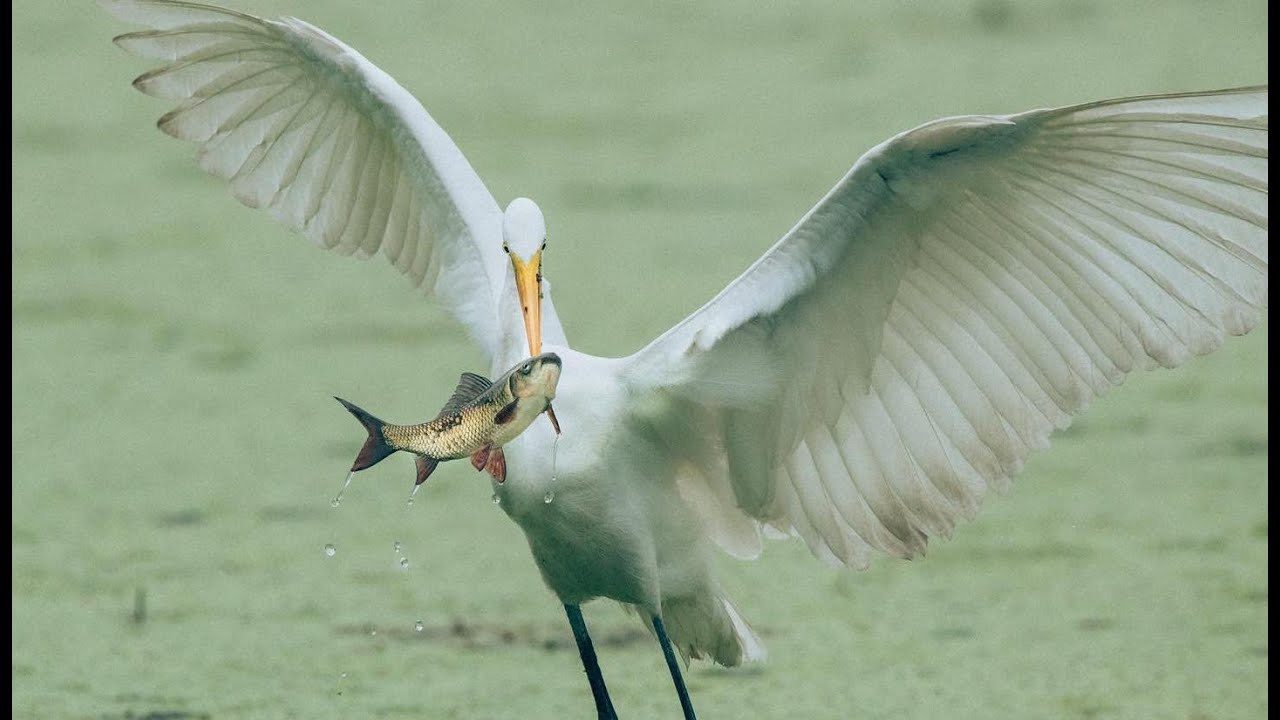 Amazing Bird Hunting Fish 4K - YouTube