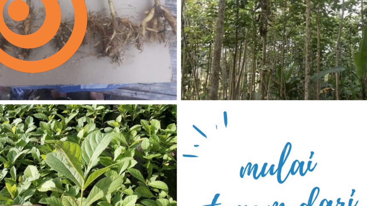 Jual bibit jati solomon kultur jaringan di Pagar Alam Sumatera Selatan ...