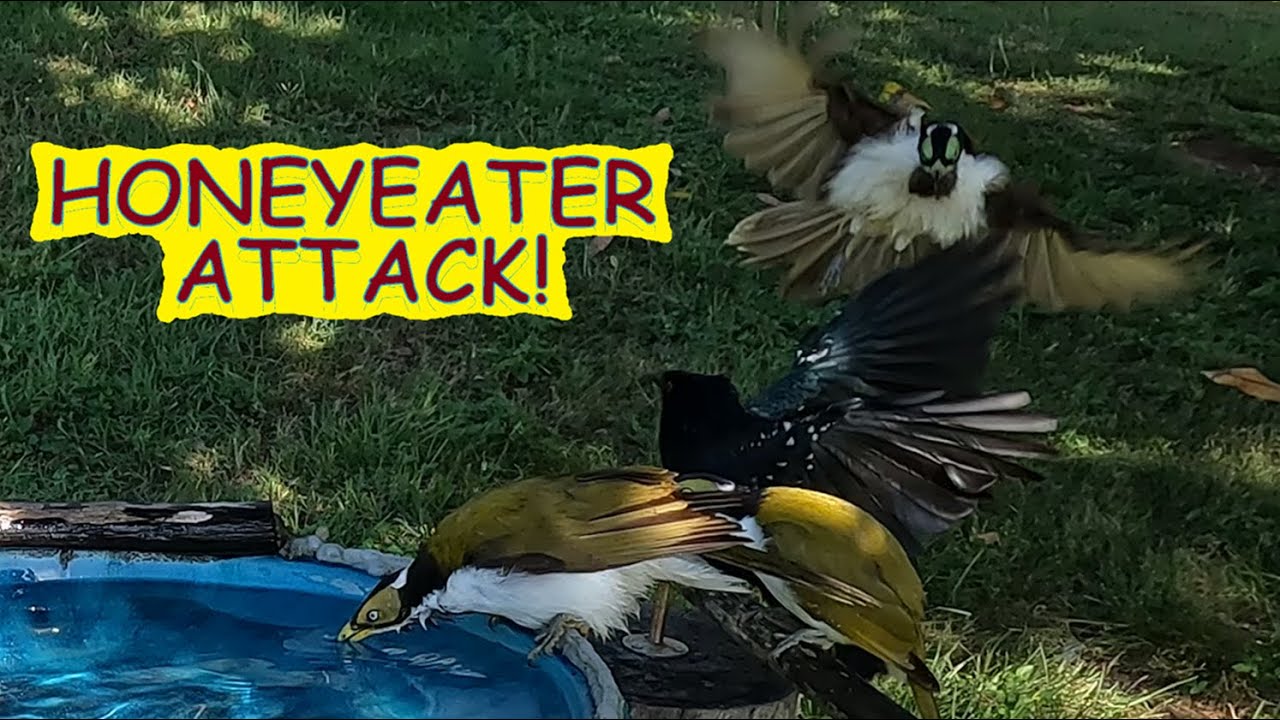 Bongo the Spangled Drongo gets attacked by Blue-faced Honeyeaters ...
