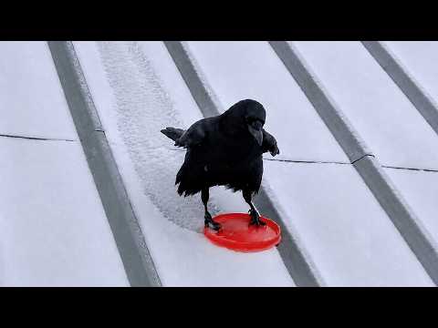This CROW Definitely Knows How To Have Fun 😂 FUNNY Birds Video