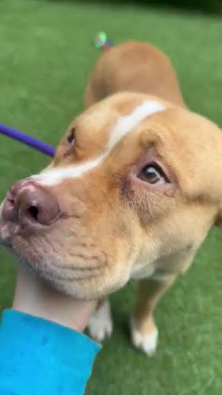 Spice 226871 enjoying some pets in the yard! - YouTube