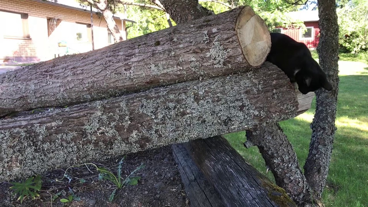 Cat chases squirrel - YouTube