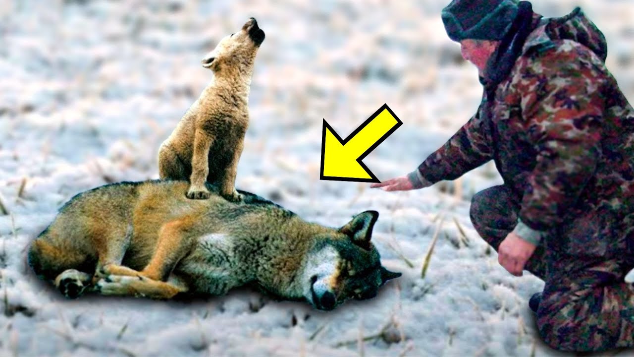 Man Found a Chained Wolf And Her Crying Cubs, What Happened Next Is ...