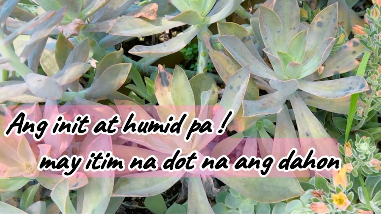 ANG INIT AT HUMID PA! MAY ITIM NA DOT NA ANG MGA DAHON😞 - YouTube