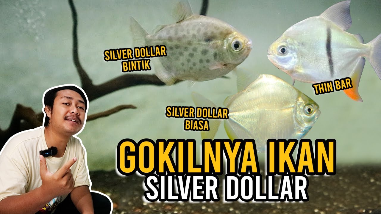 REVIEW IKAN SCHOOLING TERBAIK?! Silver Dollar Bintik, Silver Dollar ...