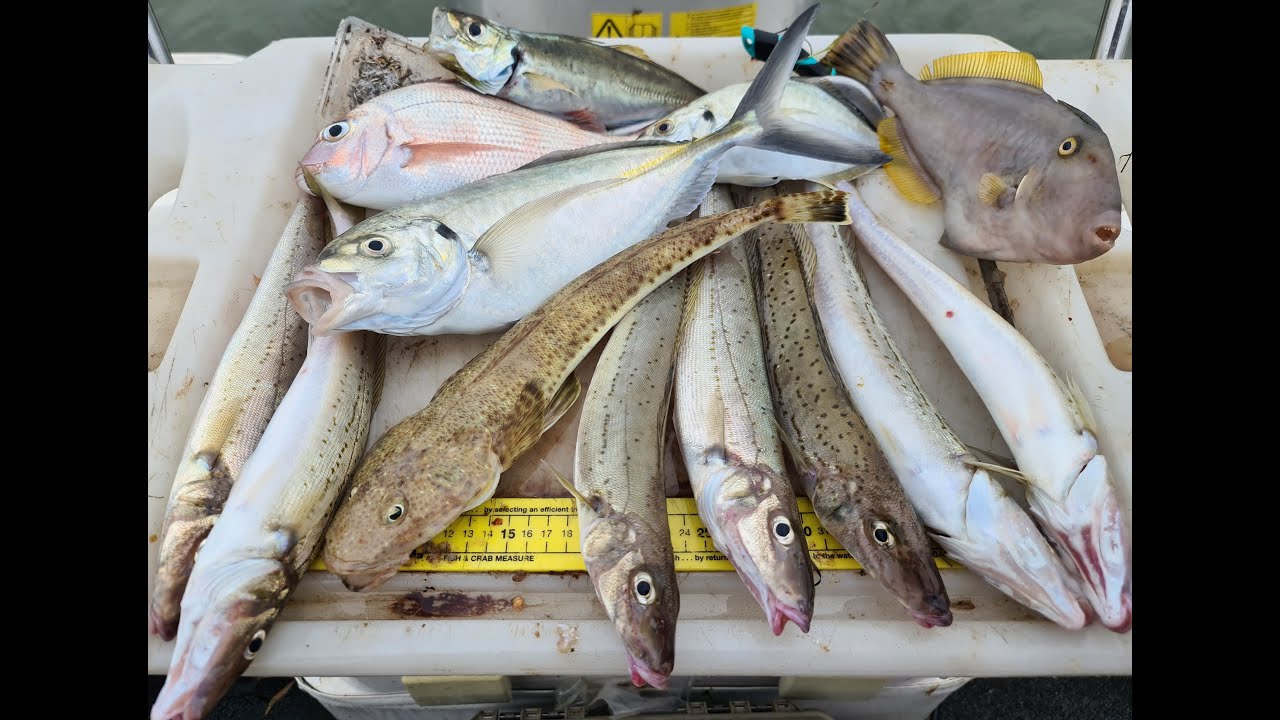 Western Port Bay Fishing - chasing King George Whiting, ended up with a ...