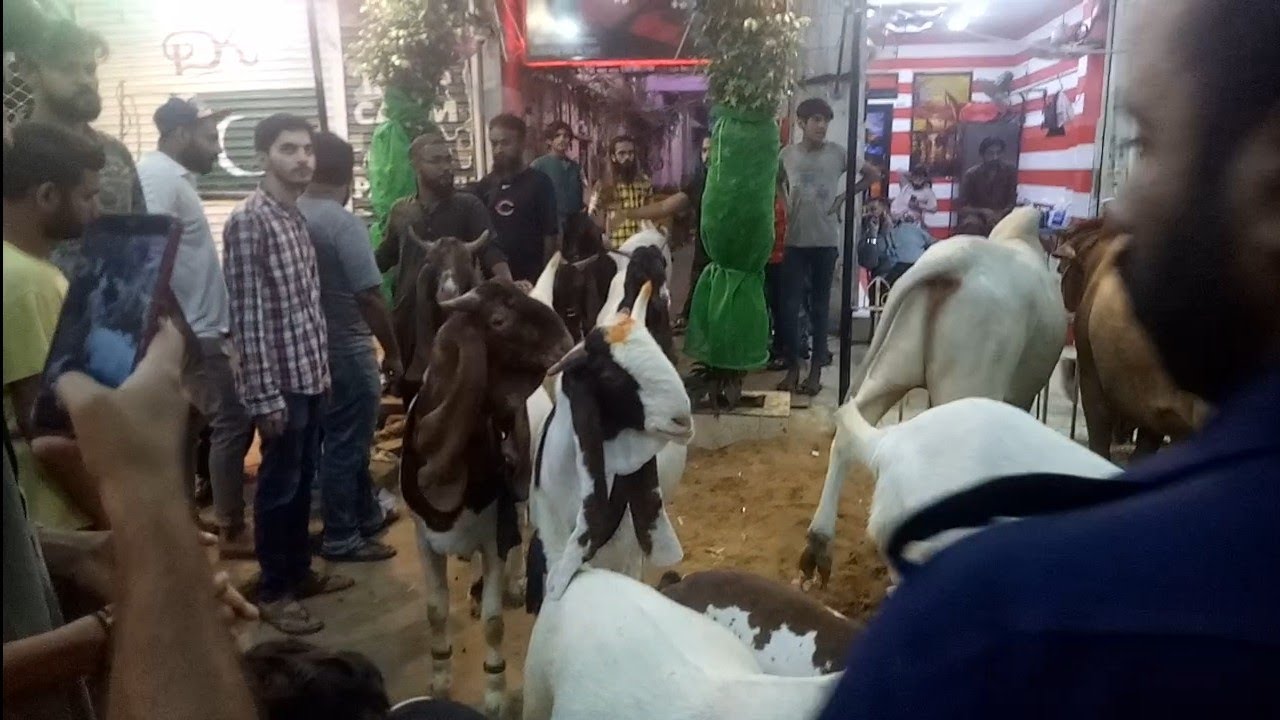 Big and heavy fency goats - YouTube