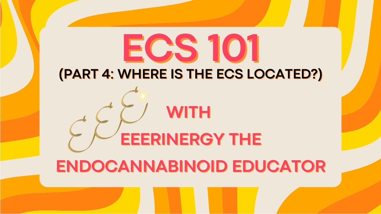 ECS 101: WHERE is the ECS located? (Part 4) #health #science - YouTube