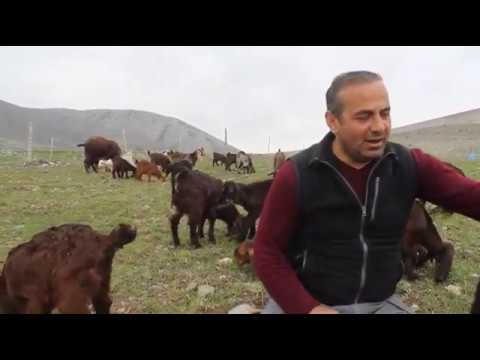 Halep Keçisi İle Sanen Keçisi Arasındaki Farklar